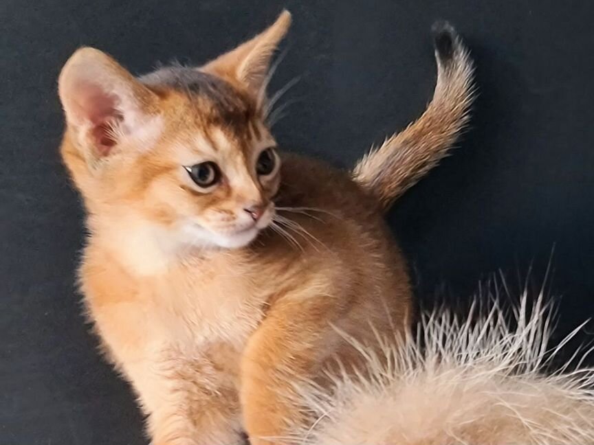 Абиссинские котята