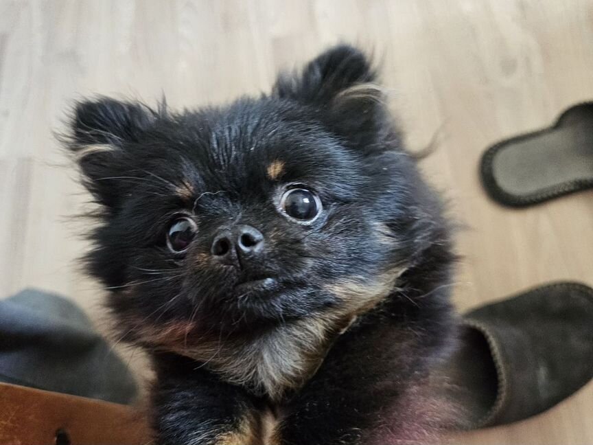 Мини шпиц мишка