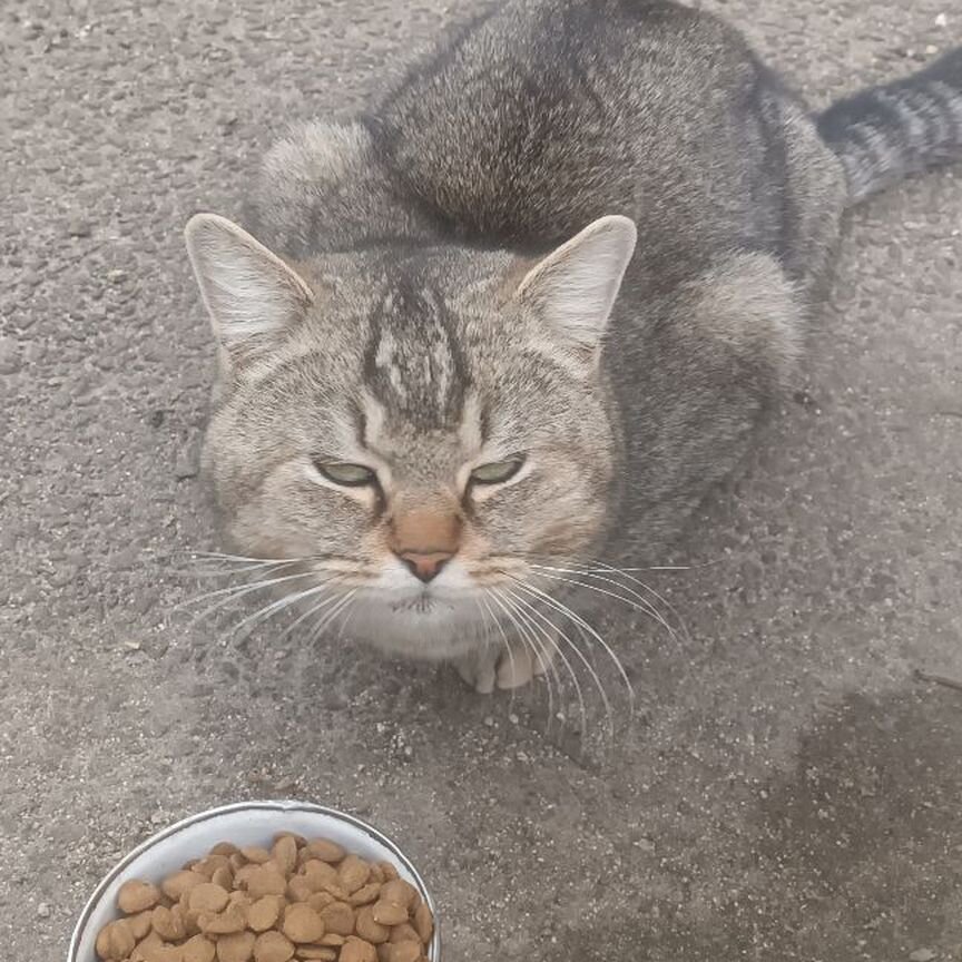 Кот в добрые руки
