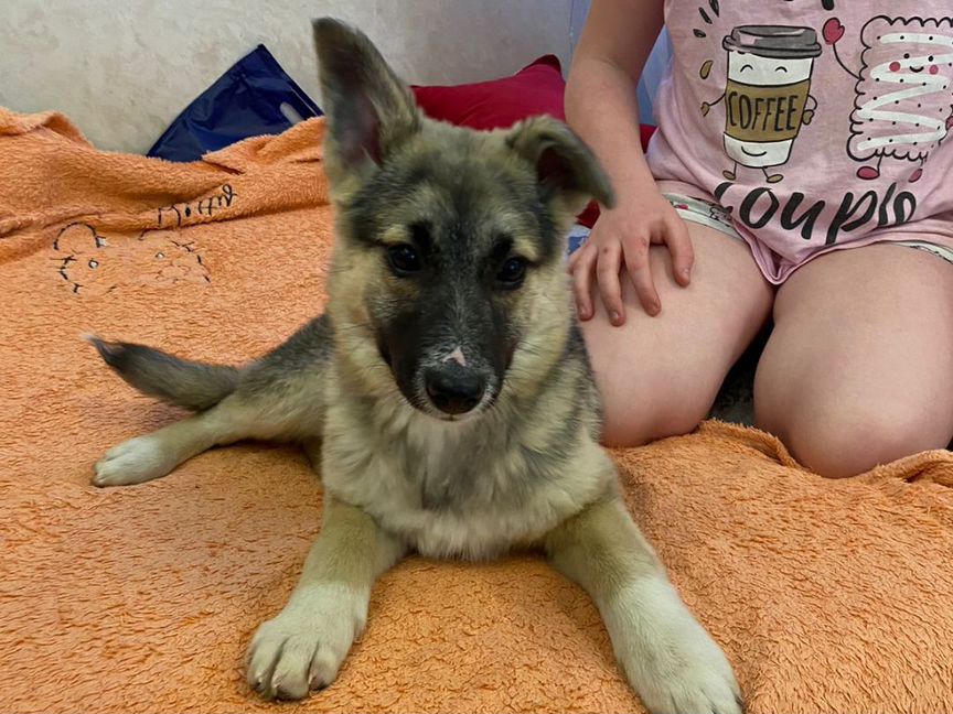 Щенки ищут дом