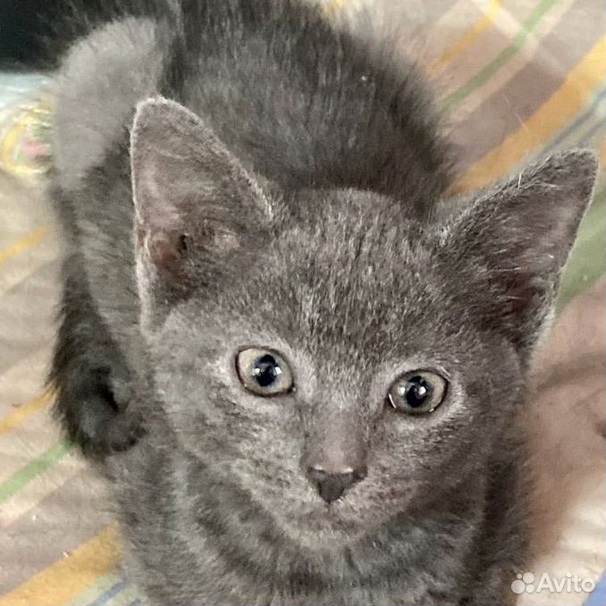 Котенок-девочка Голубика ищет дом