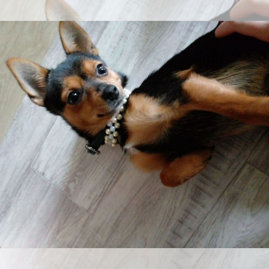 Красавица чихуахуа ищет друга