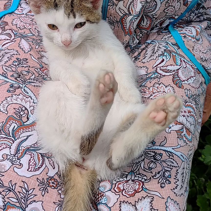 Маленькая кошечка