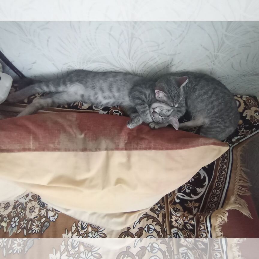 Отдам котят В добрые руки