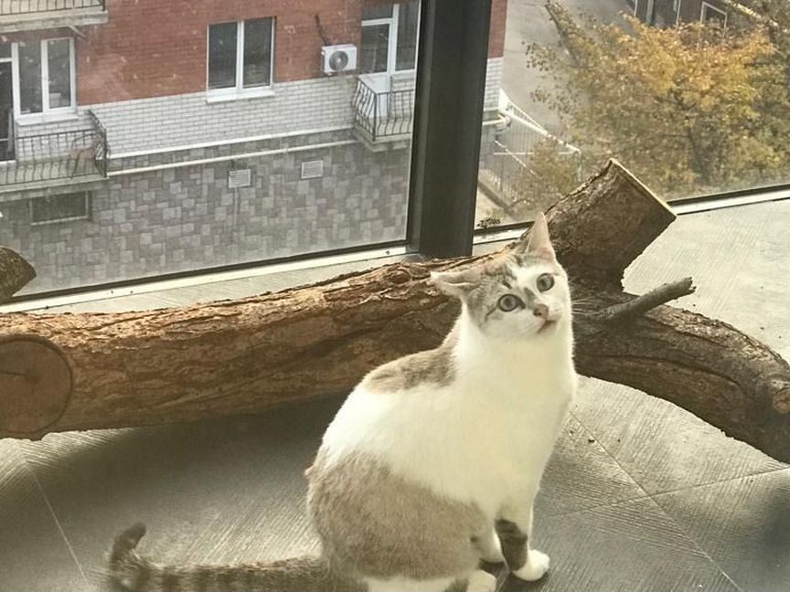 Кошка