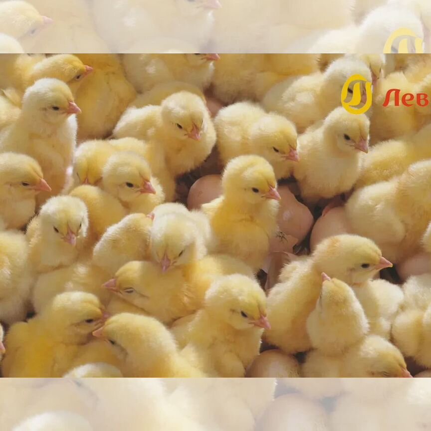 Суточные цыплята бройлеры росс-308