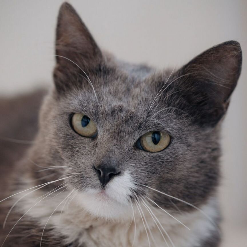 Кошечка в добрые руки