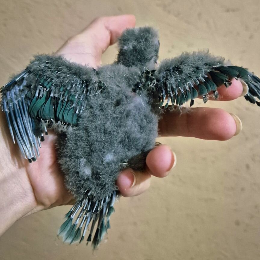 Попугай какарик ручной выкормыш