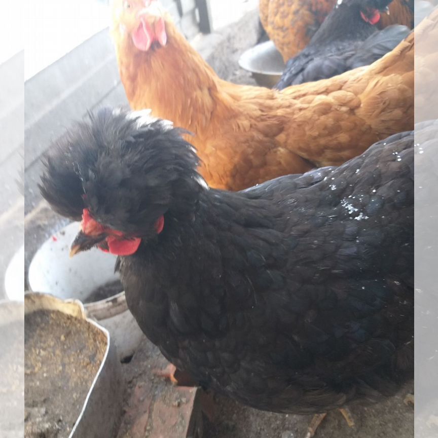 Курочки хохлатые