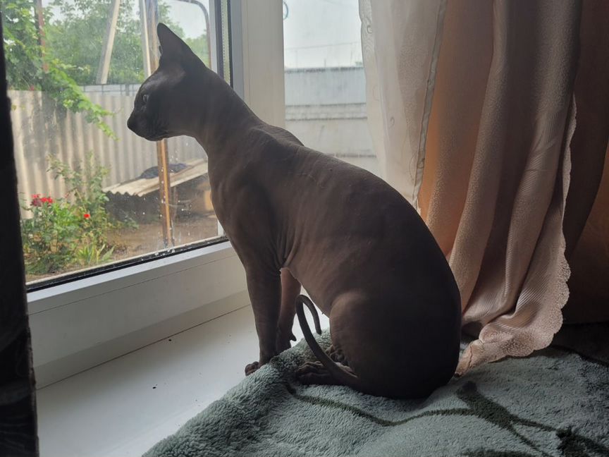 Канадский сфинкс