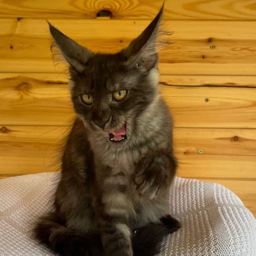 Смеющийся мейн-кун