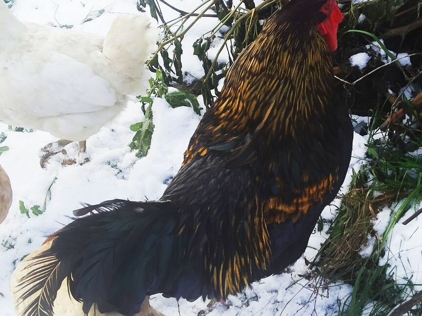 Куры несушки ломан браун, доминанты, добрый петух