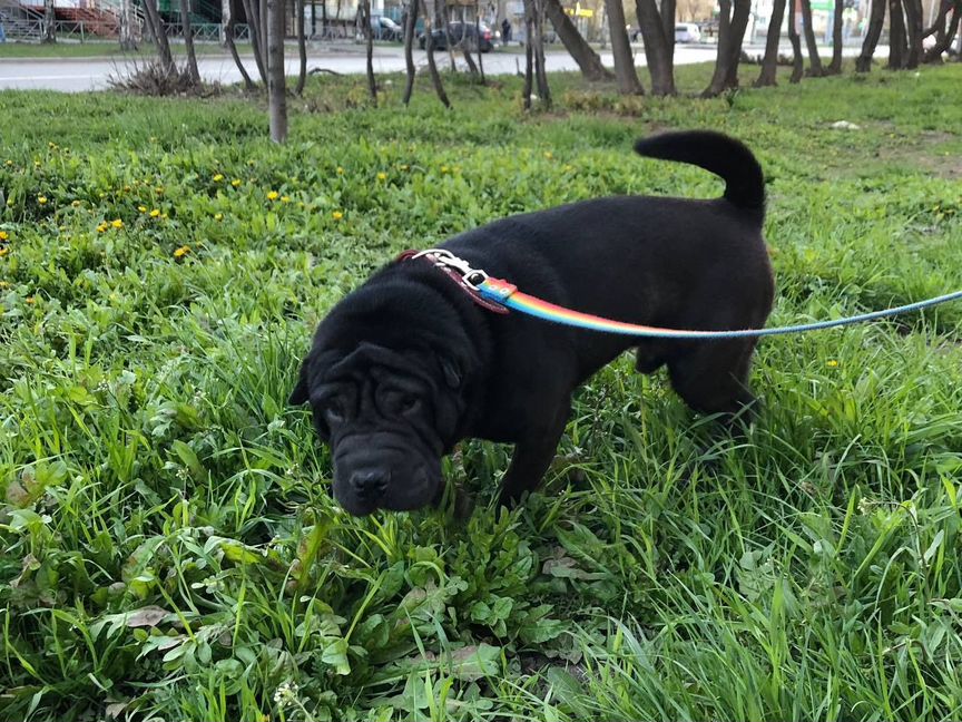 Шарпей ищет дом