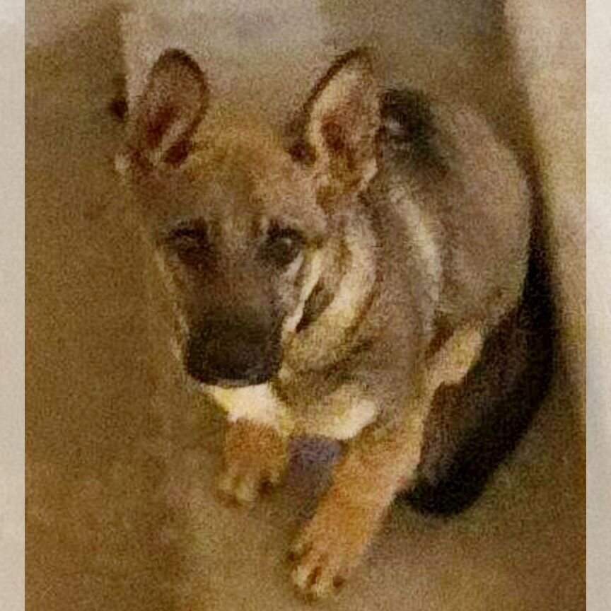 Подкинули щенка