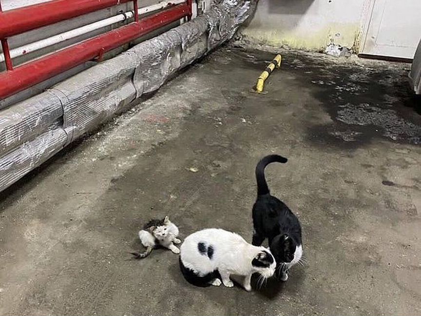 Коты в добрые руки