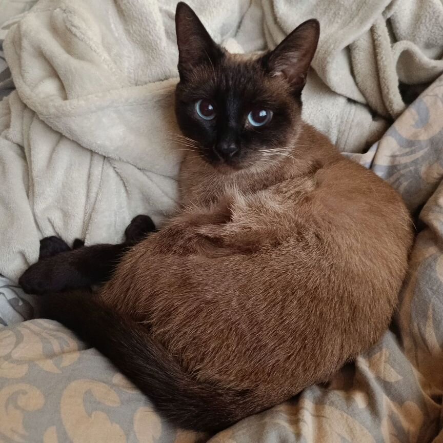 Сиамская кошка