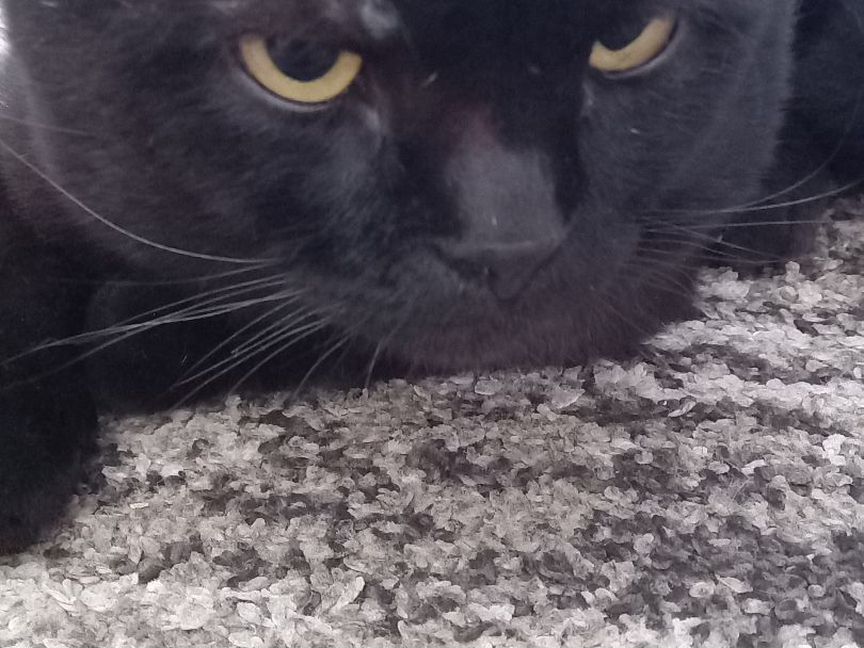 Британские котята