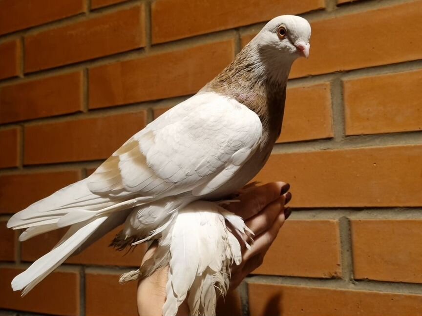 Голуби Агараны