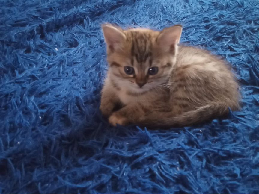 Шотландская кошечка