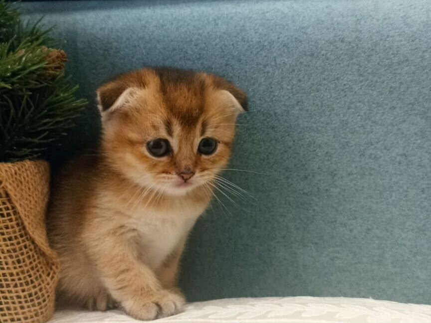 Шотландская вислоухая кошка