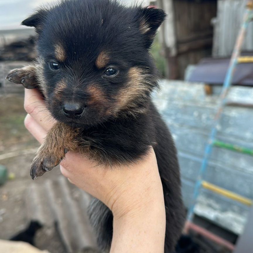 Мальчишки,возраст 2 мес,ждут своего хозяина