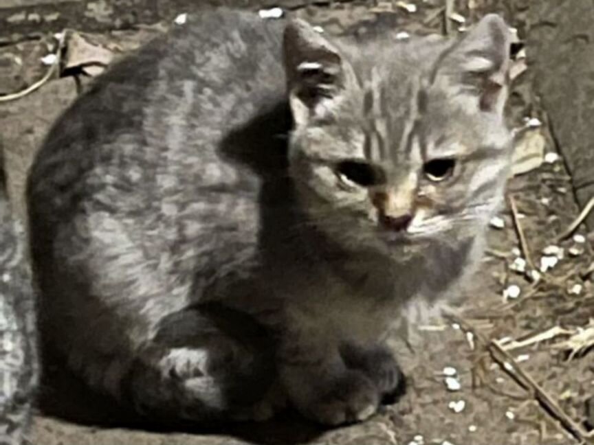 Котятки мерзнут в сарае