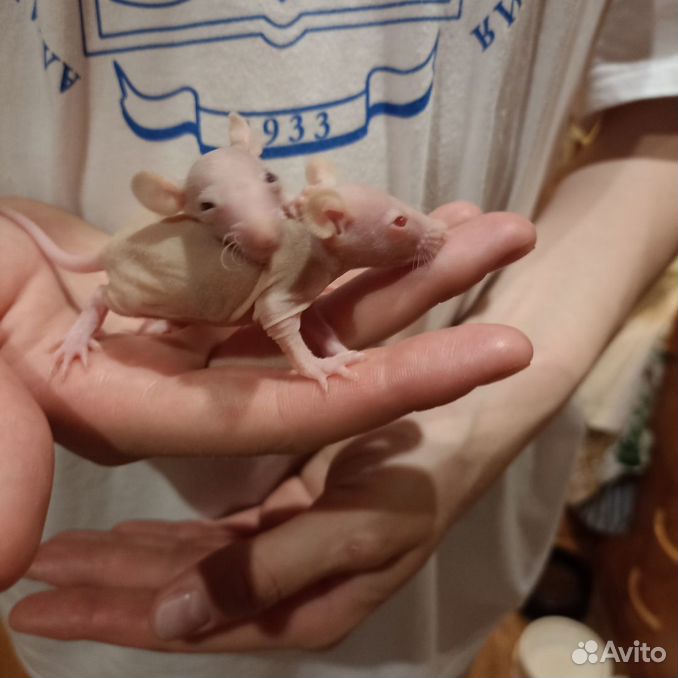 Декоративные крысята