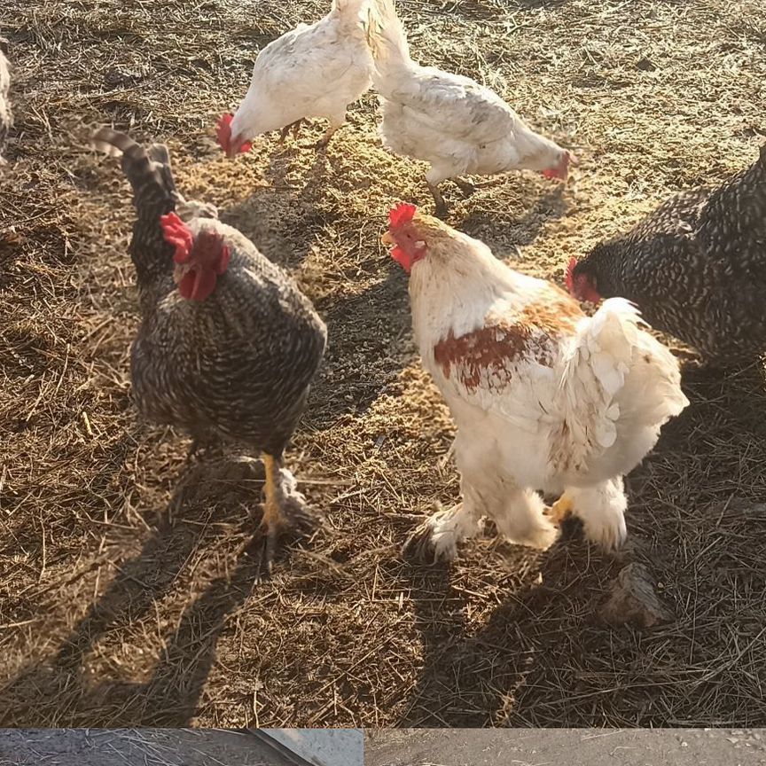 Цыплята суточные от домашних кур разных пород