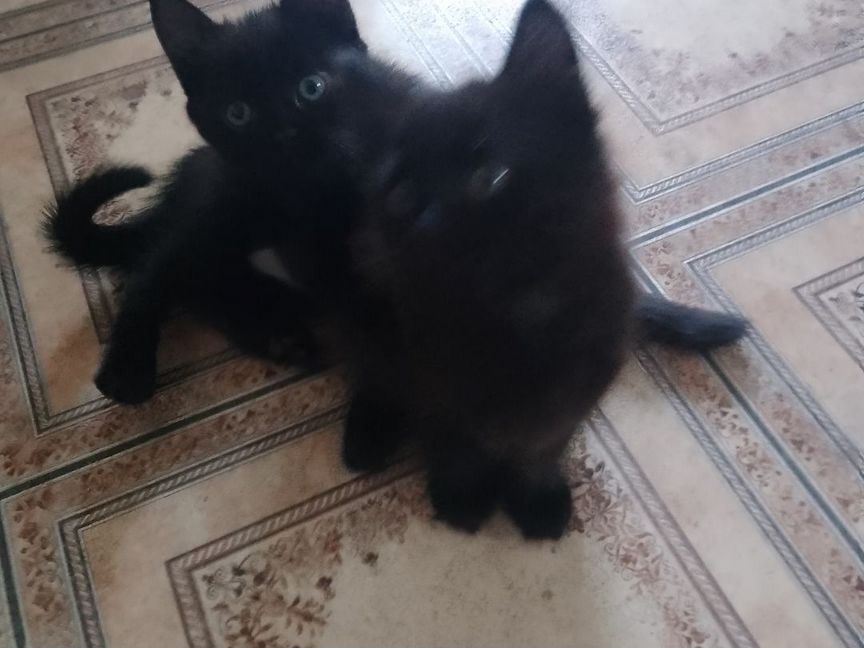 Кошки в добрые руки бесплатно