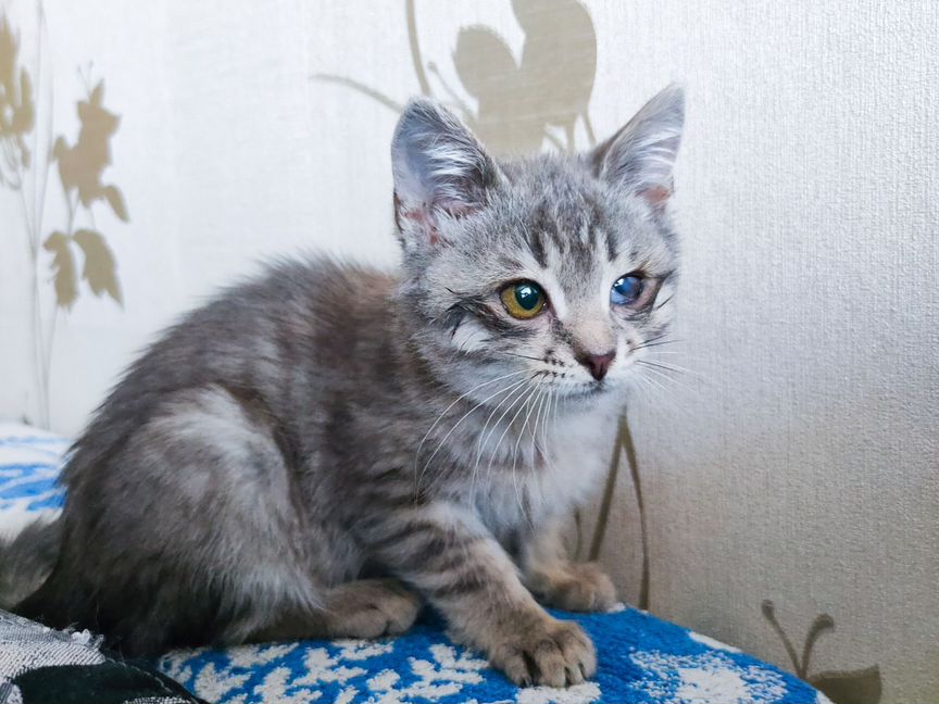 Котенок в добрые руки бесплатно