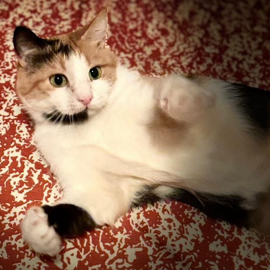 Здрасьте,ваше счастье