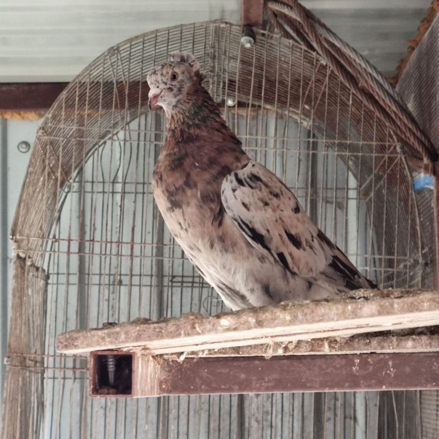 Мраморный голубь