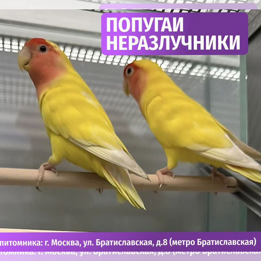 Попугаи Неразлучники