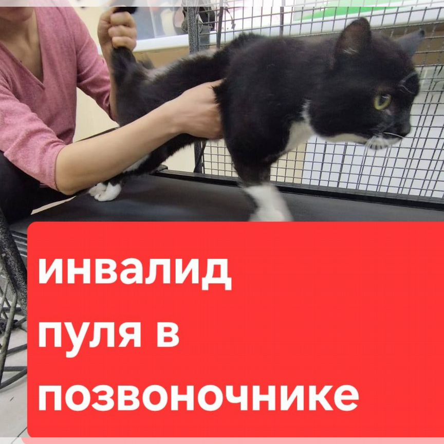 Взрослый кот в добрые руки