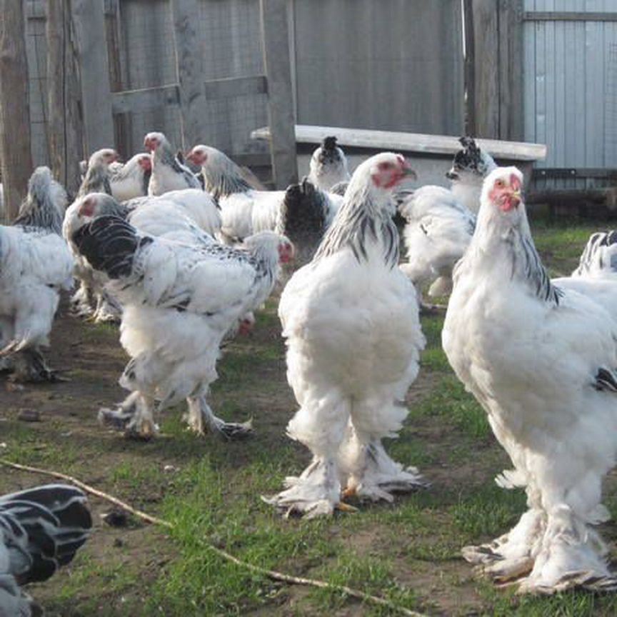 Петушок брама колумбийская