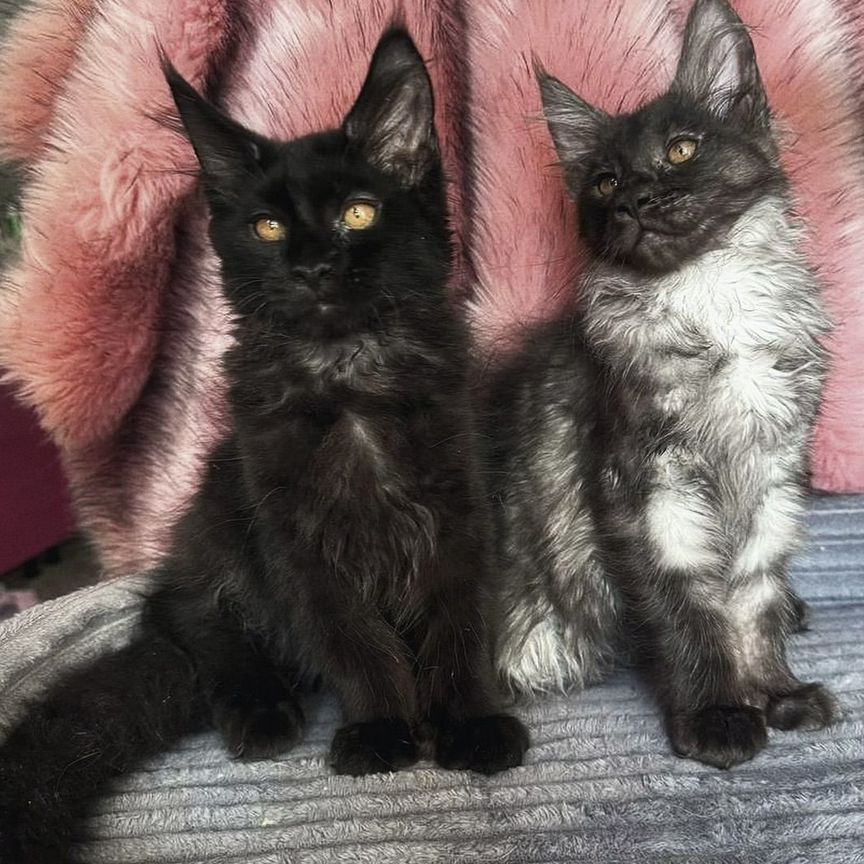 Мейн-кун котёнок