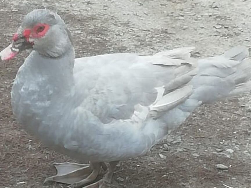 Лавандовые индоутки