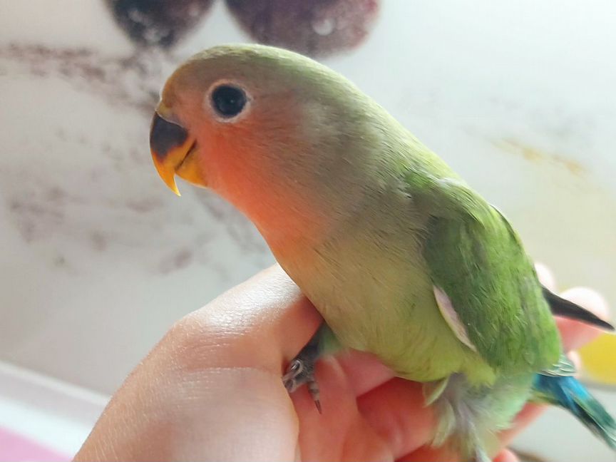 Попугай неразлучник