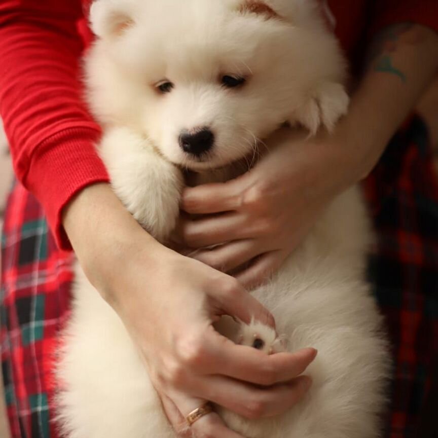 Самоед, мальчик, 3 мес