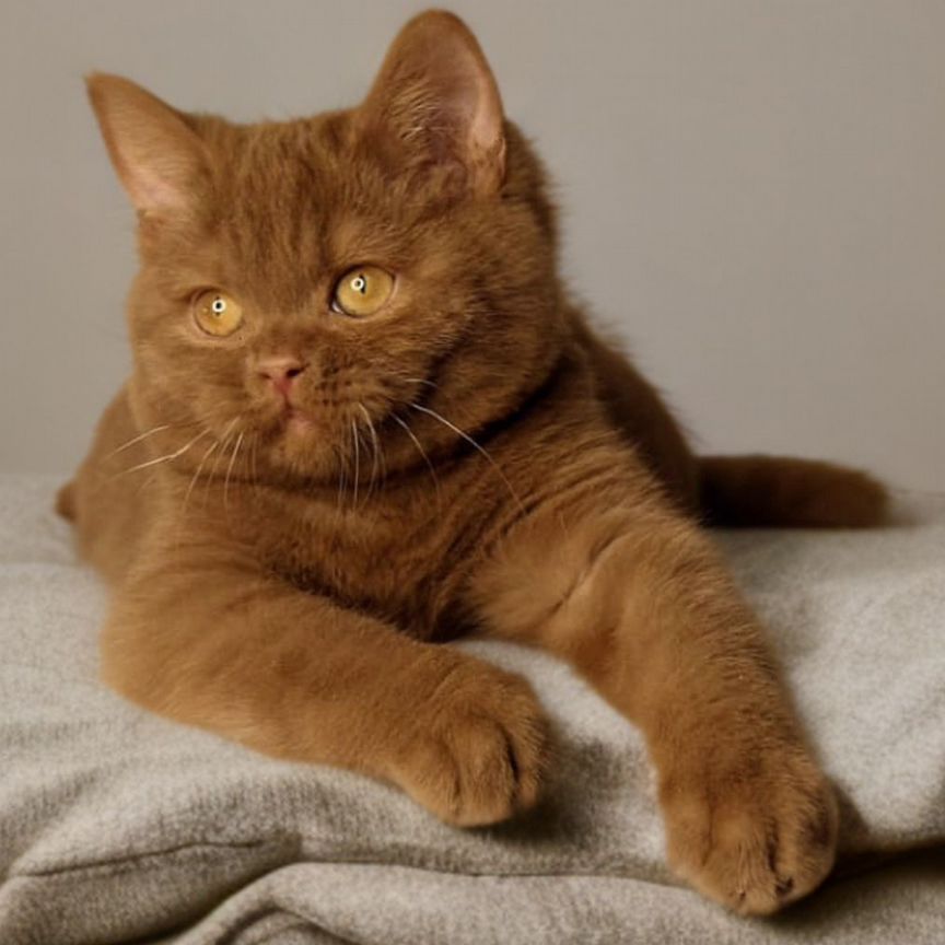 Британские котята