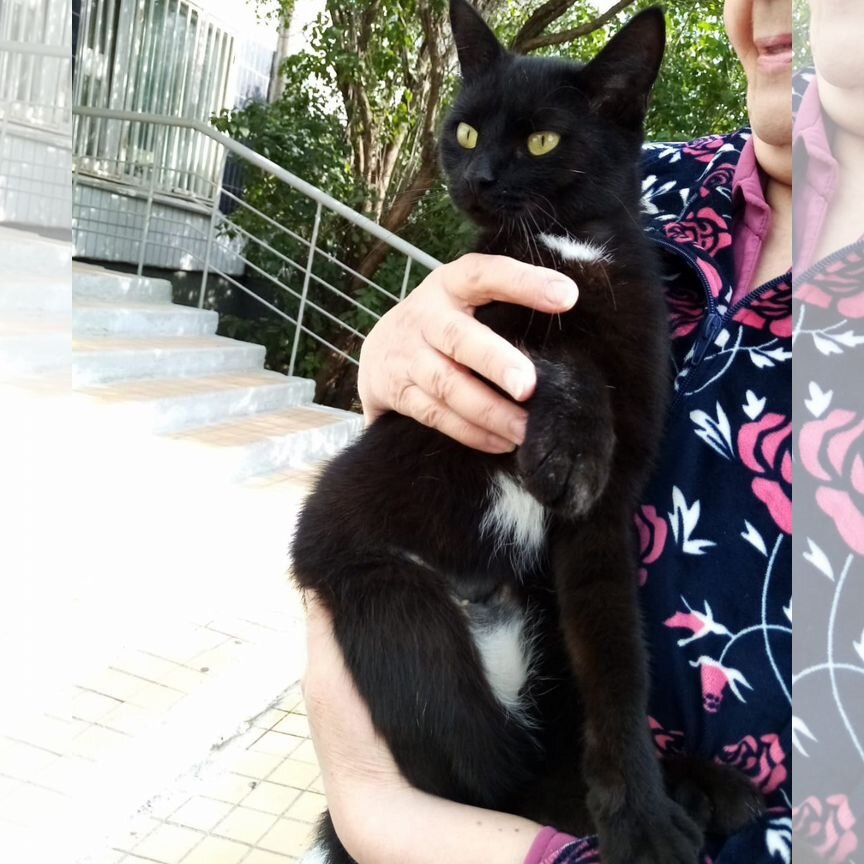 Кошка в добрые руки