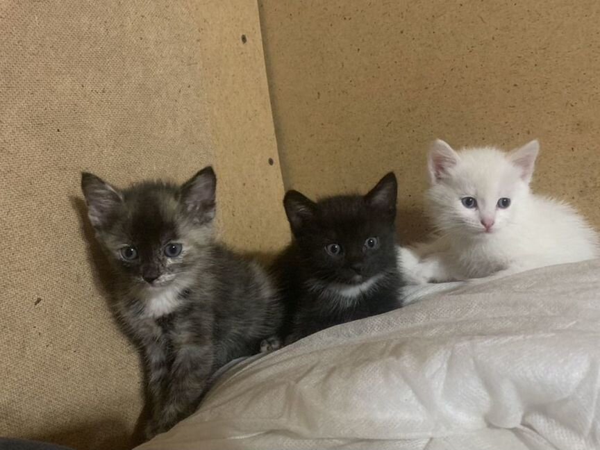 Отдам в добрые руки котят