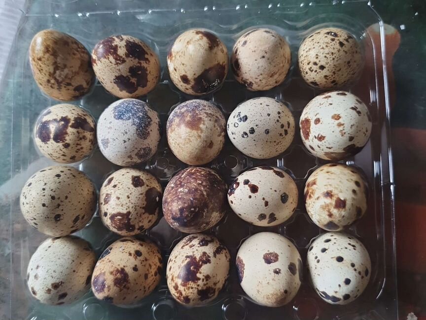 Перепелиное и куриное яйцо