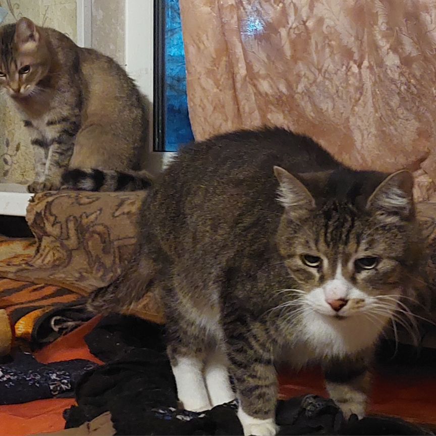 Отдам в добрые руки котиков