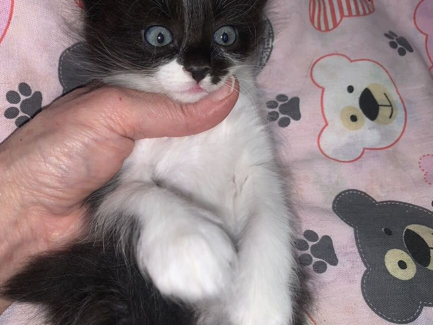 Котенок Фараон