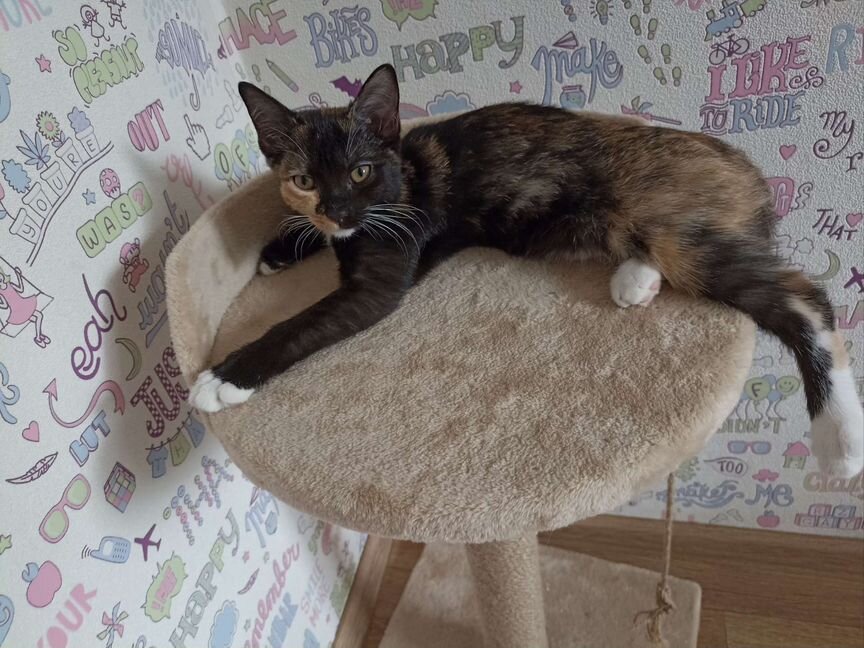 Кошка в дар бесплатно