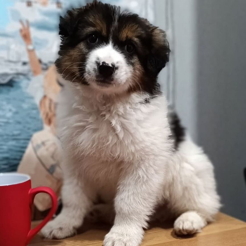 Щенок в добрые руки