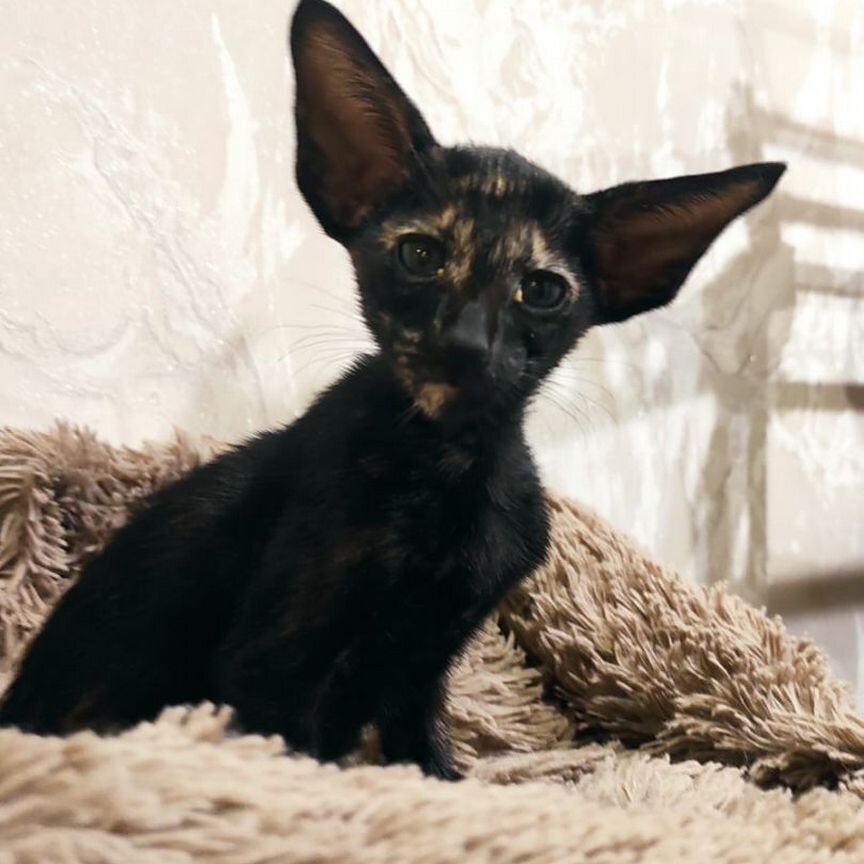Ориентальные котята