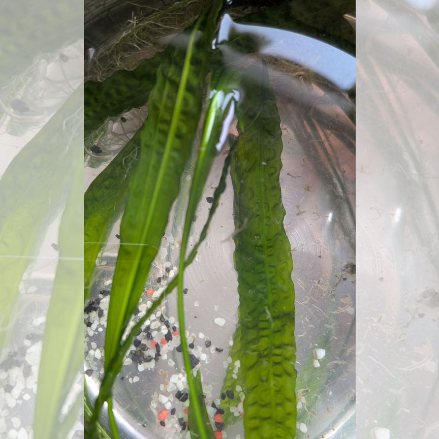 Криптокорина апоногетонолистная аквариумное растен