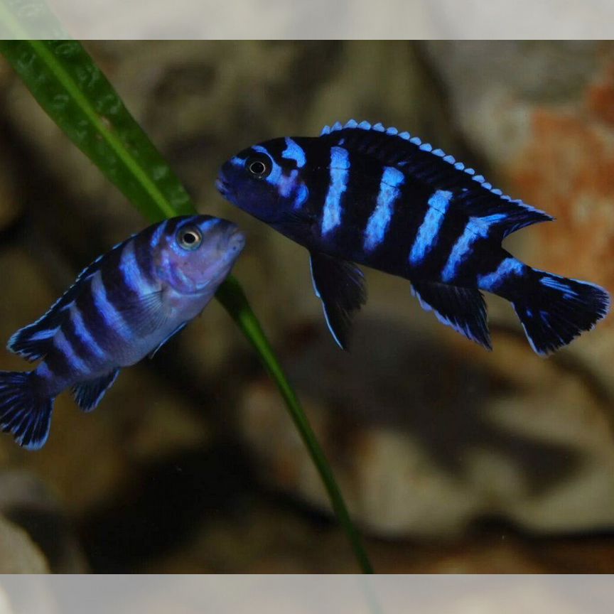 Цихлида демасони